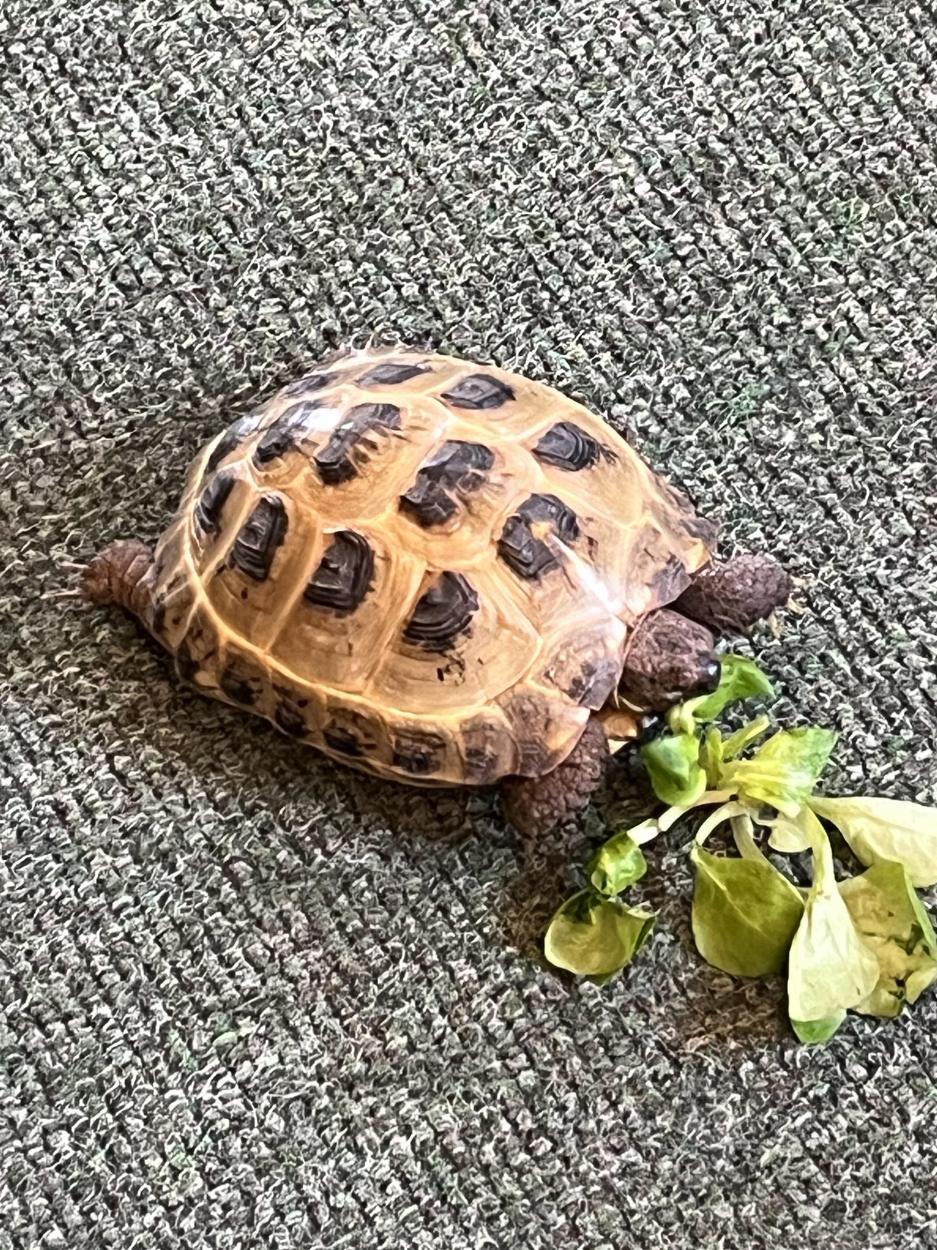 Celebrating World Turtle Day at Broadland House - Hollyman Care Homes